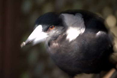 Operation Magpie nesting at ABC891 - RadioInfo Australia