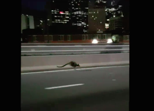 Triple M listener spots wallaby on Sydney Harbour Bridge - RadioInfo ...