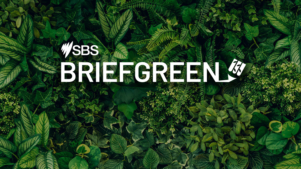 SBS Brief Green continues its leadership in the sustainability space ...